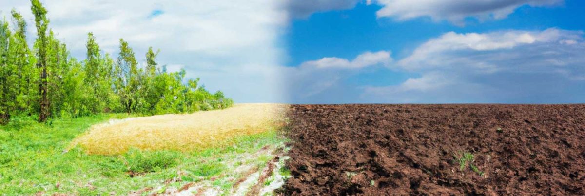 5 problems with monocrop agriculture - FoodIndustry.Com